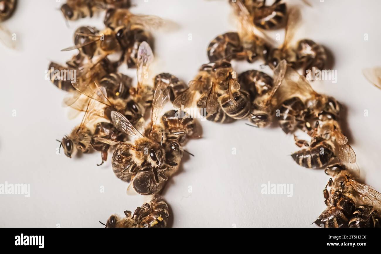 Allergic reaction death hi-res stock photography and images - Alamy