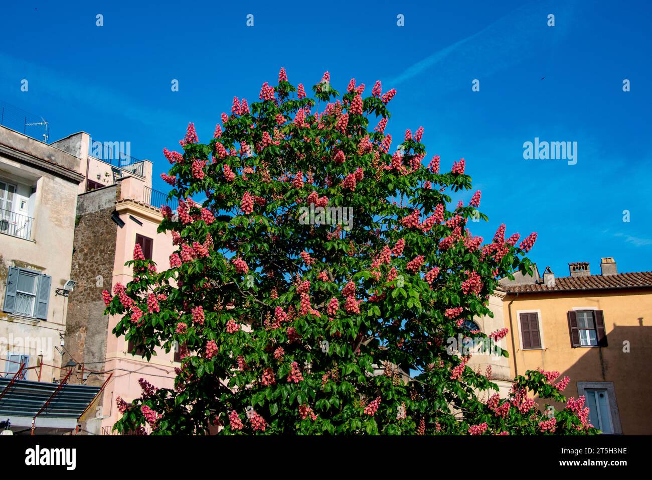 Red Horse-Chestnut Tree in Italy Stock Photo - Alamy