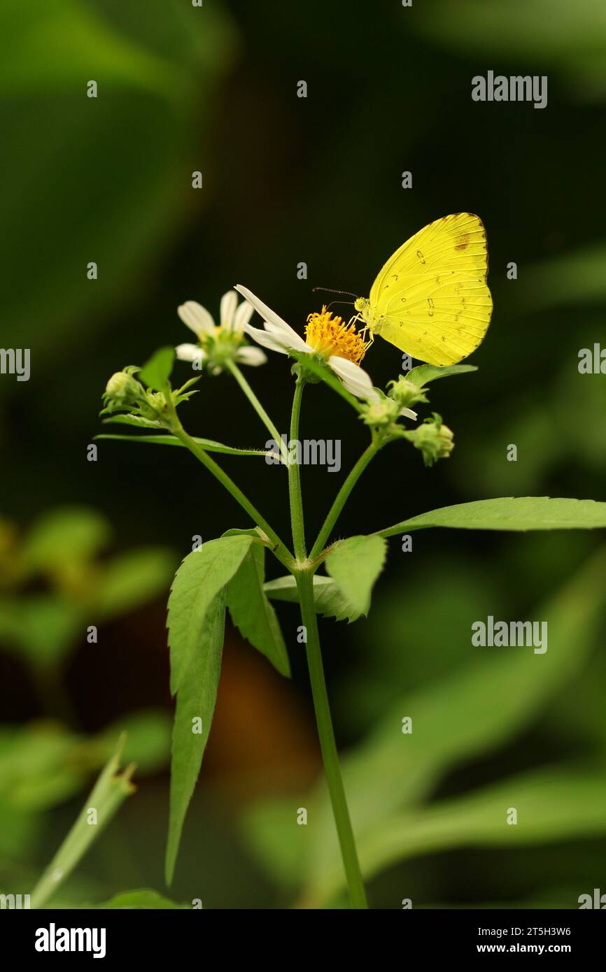 Yellow butterfly and green grass hi-res stock photography and images ...