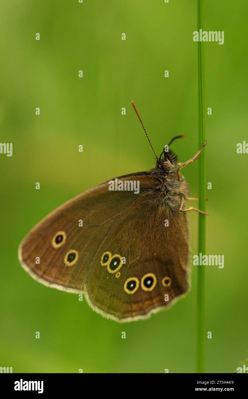 Ringlet butterfly on grass Stock Photo - Alamy