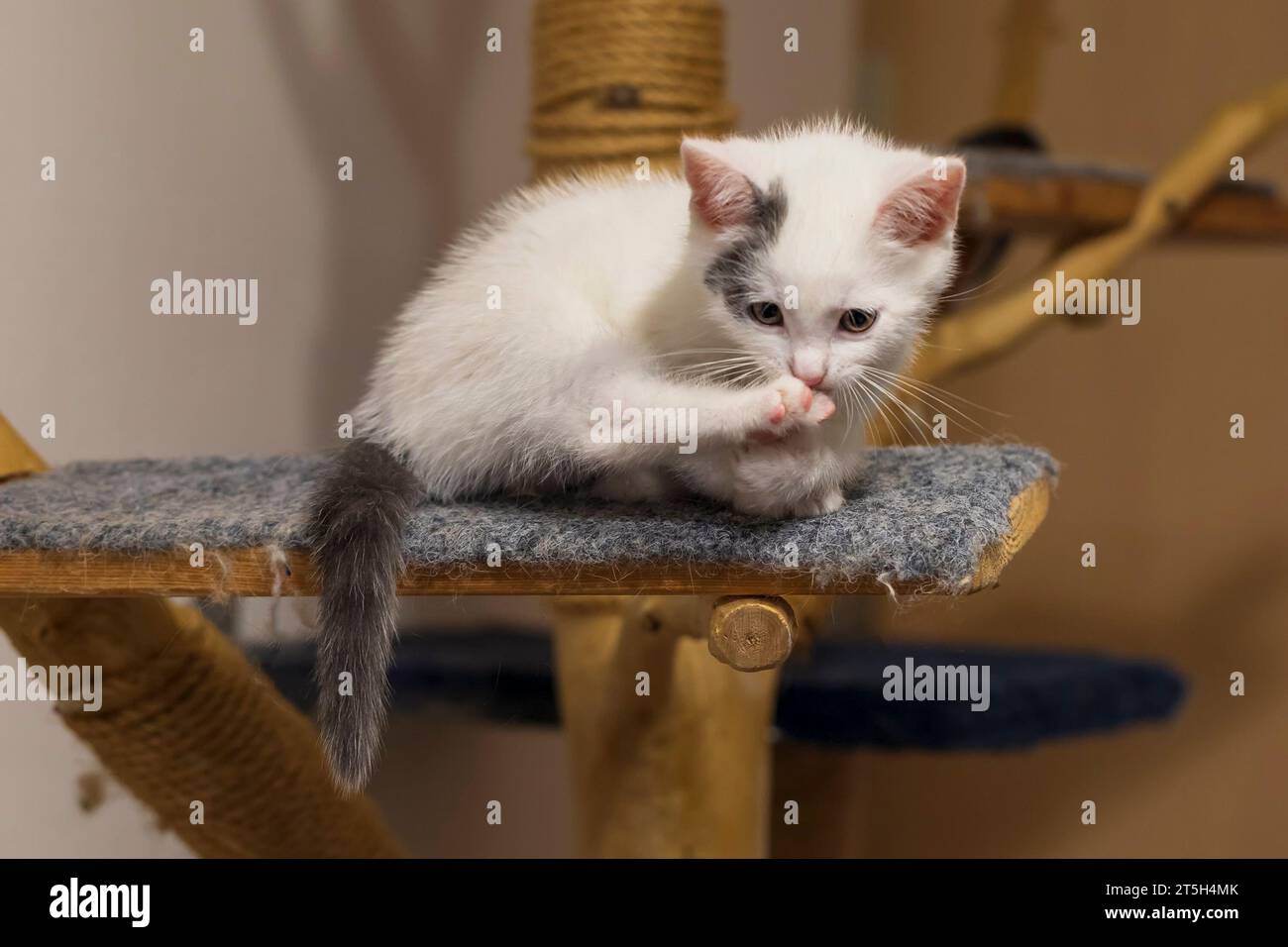 Little kitten raised paw hi-res stock photography and images - Alamy