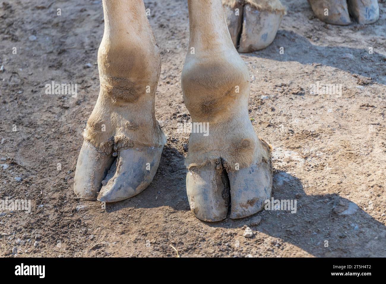 Giraffe feet hi-res stock photography and images - Alamy