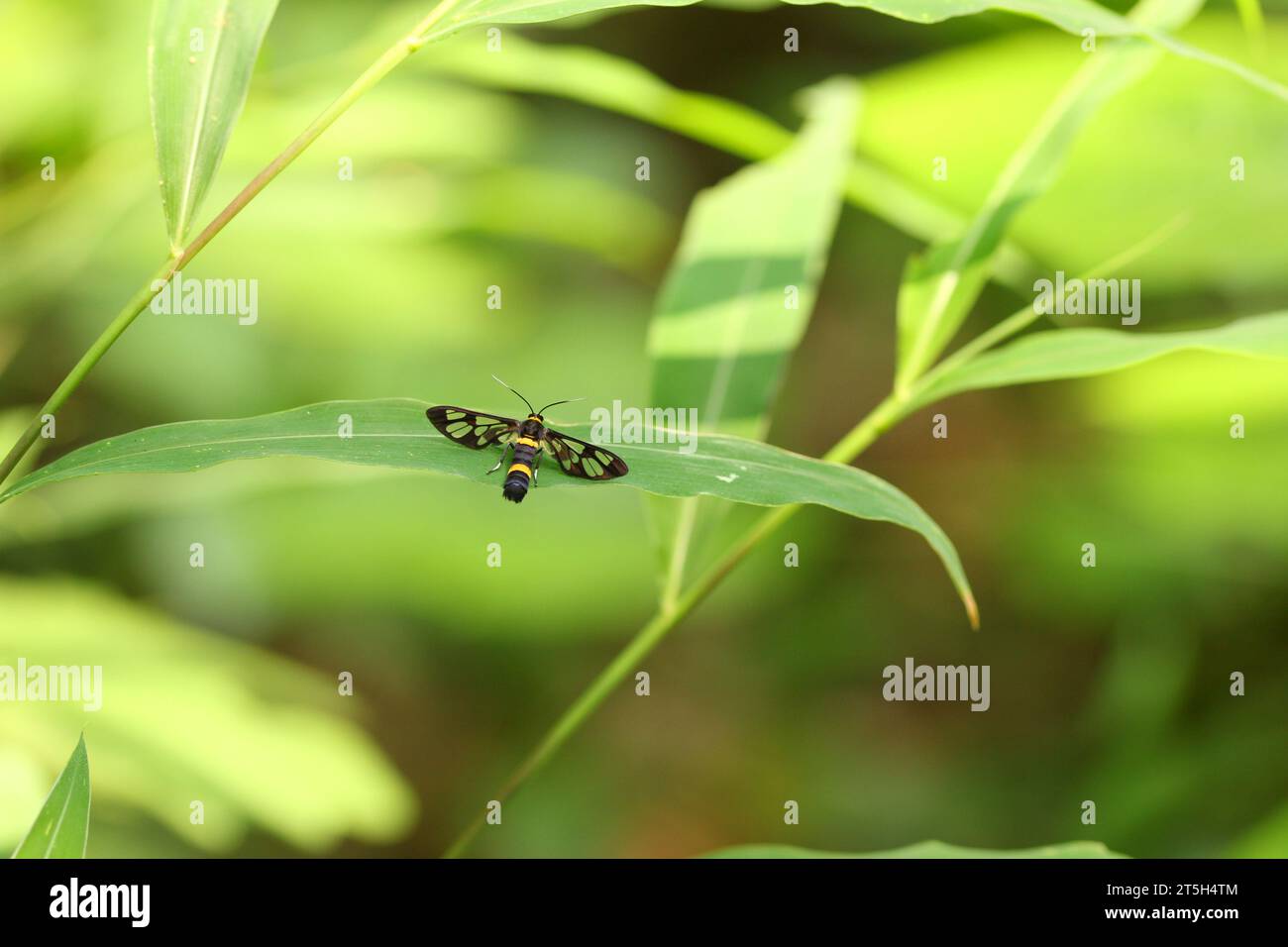Moth macro photography hi-res stock photography and images - Alamy