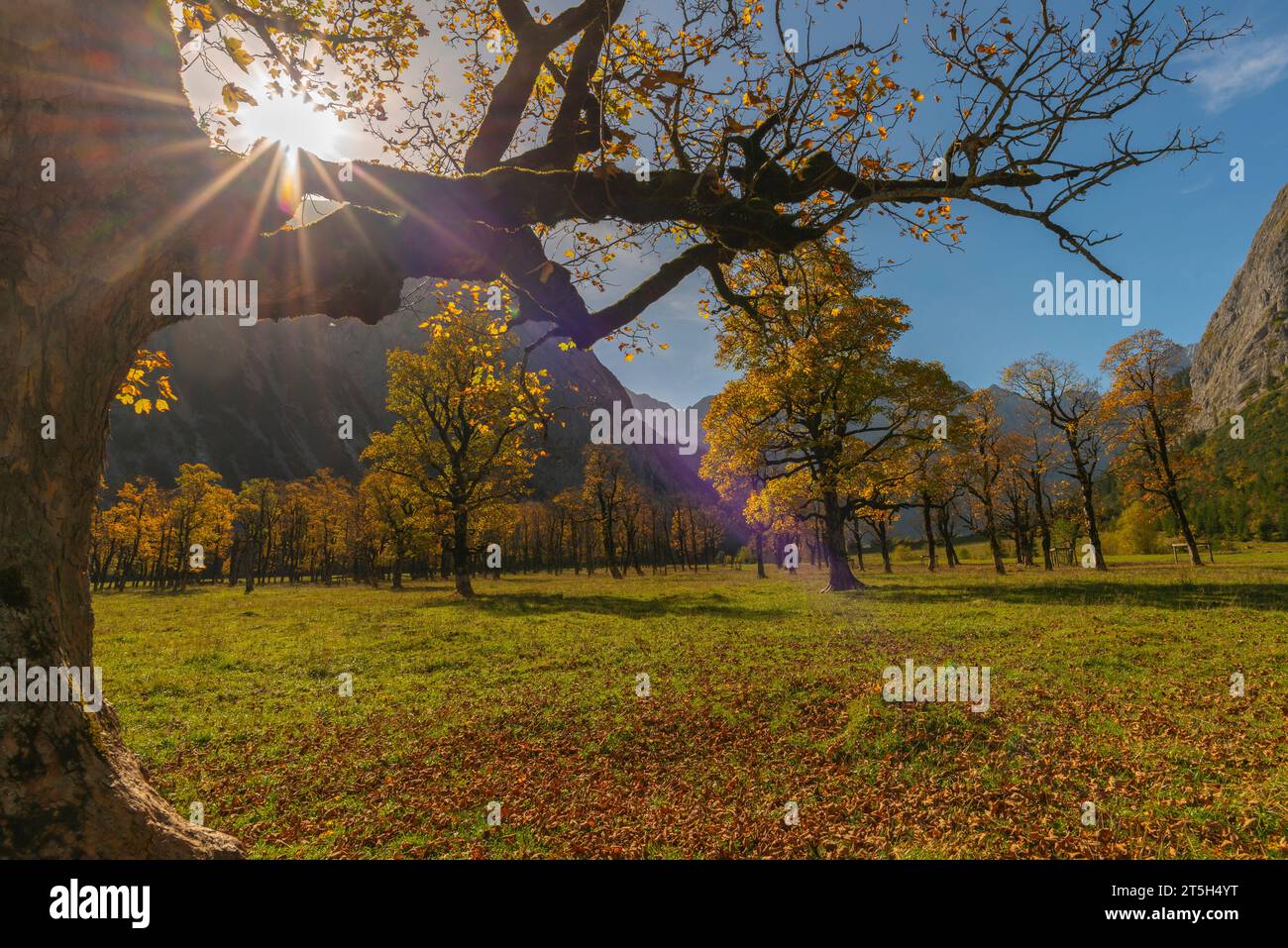 Colorful fall foilage in the Ahorn Boden, Maple Ground, Engtal or Eng ...