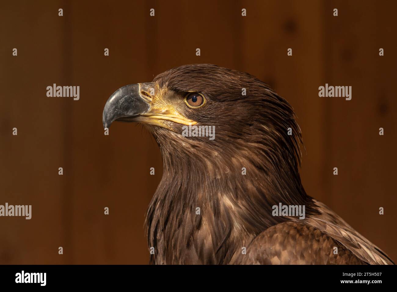 Portrait of a bald eagle - a cub has an unpainted head. The background ...