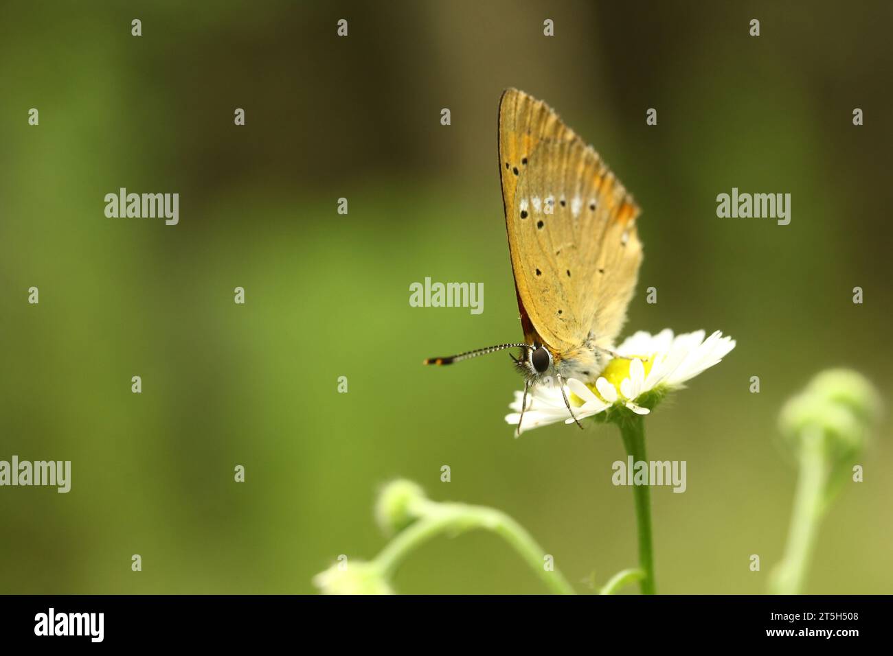 Spring flowers in polish gardens hi-res stock photography and images ...