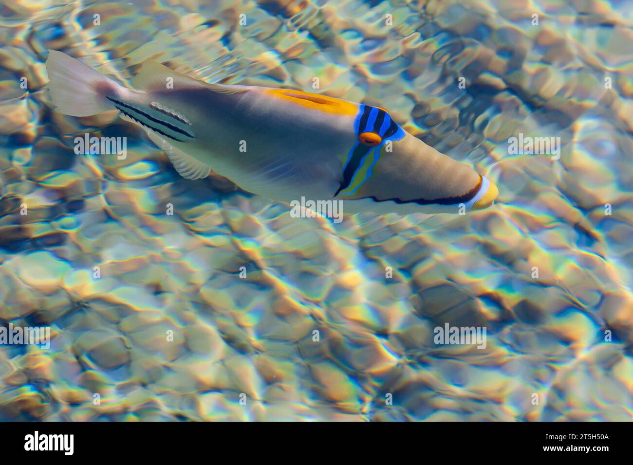 A big colorful fish swims in the Red Sea Stock Photo - Alamy