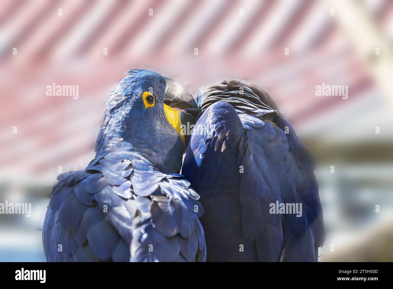 The blue macaw Ara hyacinth has an open beak Stock Photo - Alamy