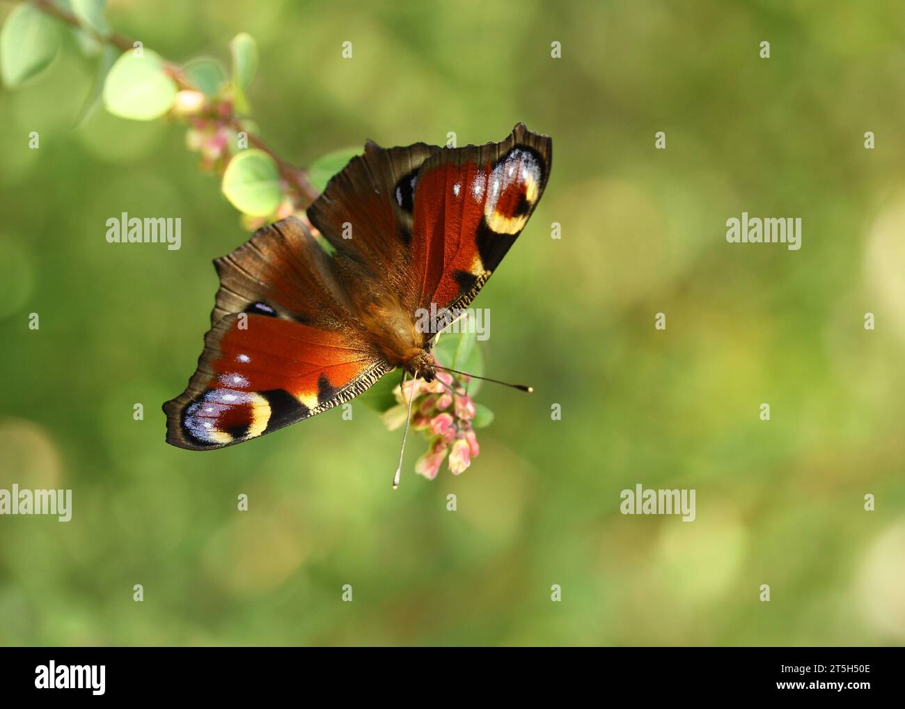 Cornish butterflies hi-res stock photography and images - Alamy