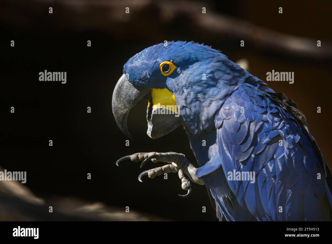 The blue macaw Ara hyacinth sits and has an open beak and a raised leg ...