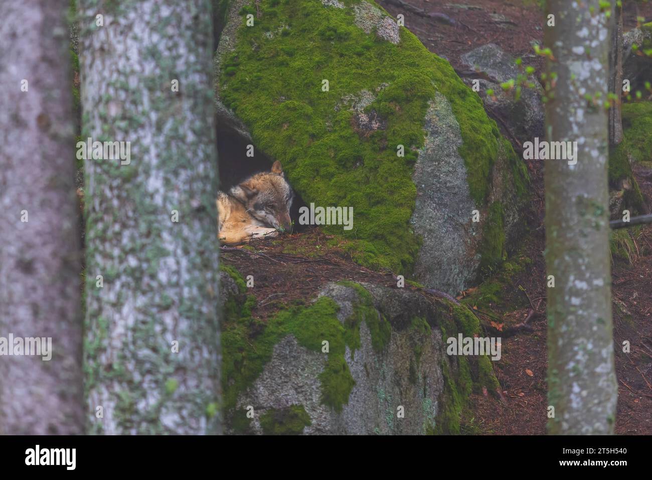 Wolf - Canis lupus in the deep forest on the rock Stock Photo - Alamy