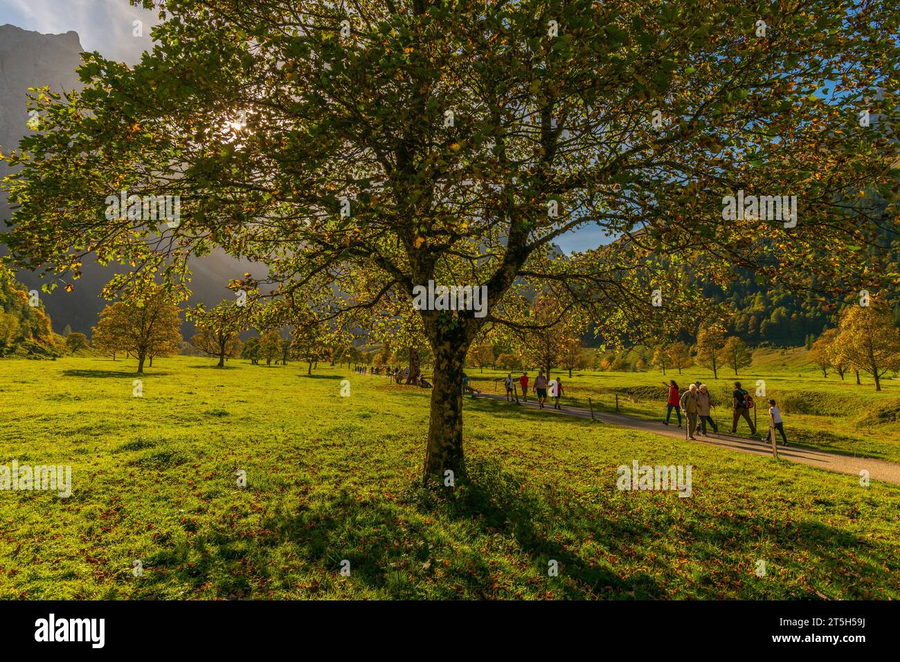 Colorful fall foilage in the Ahorn Boden, Maple Ground, Engtal or Eng ...
