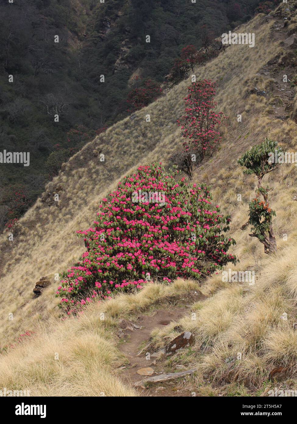 Blooming Laligurans and trail in Nepal Stock Photo - Alamy