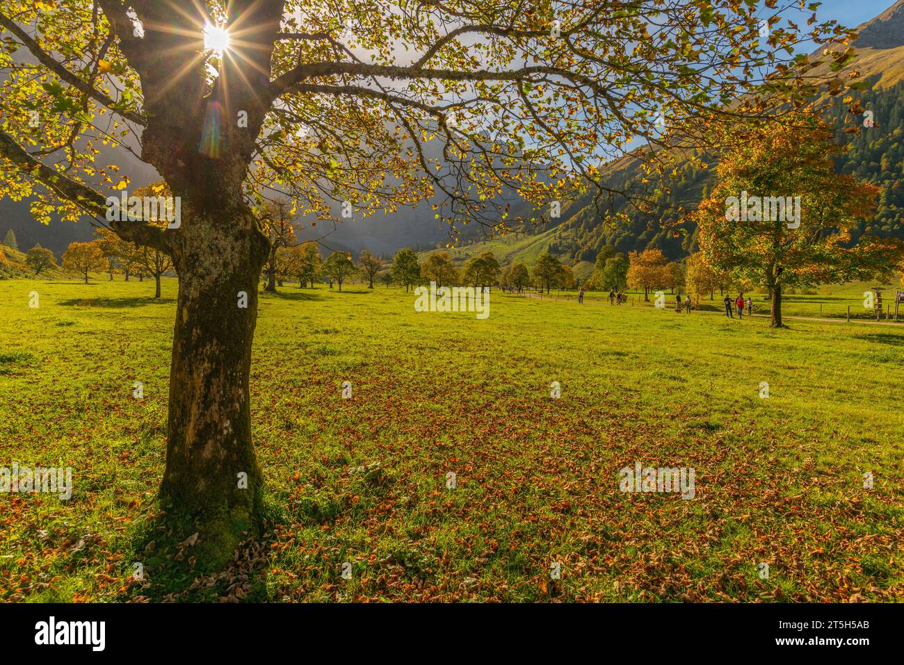 Colorful fall foilage in the Ahorn Boden, Maple Ground, Engtal or Eng ...
