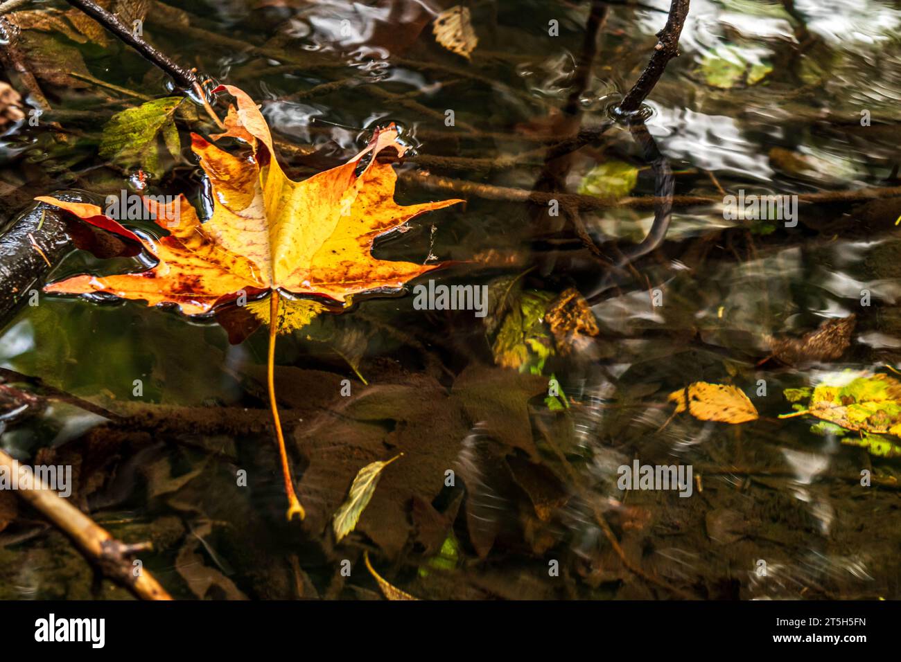 Orange Maple leaf floating in pond with submerged rocks and sticks Stock Photo - Alamy