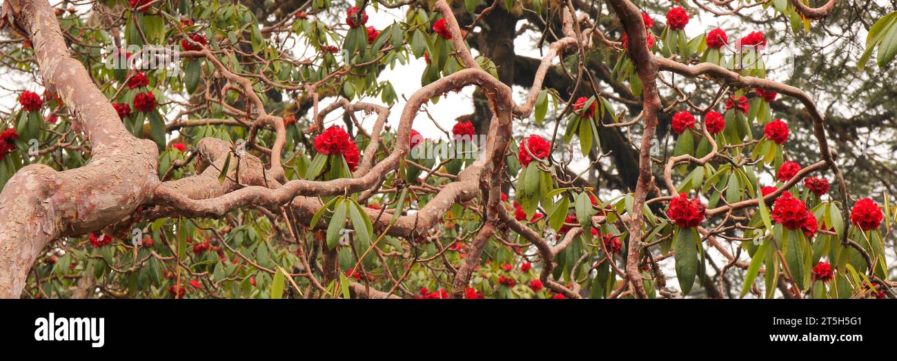 Detail of a red Laligurans tree in Nepal Stock Photo - Alamy