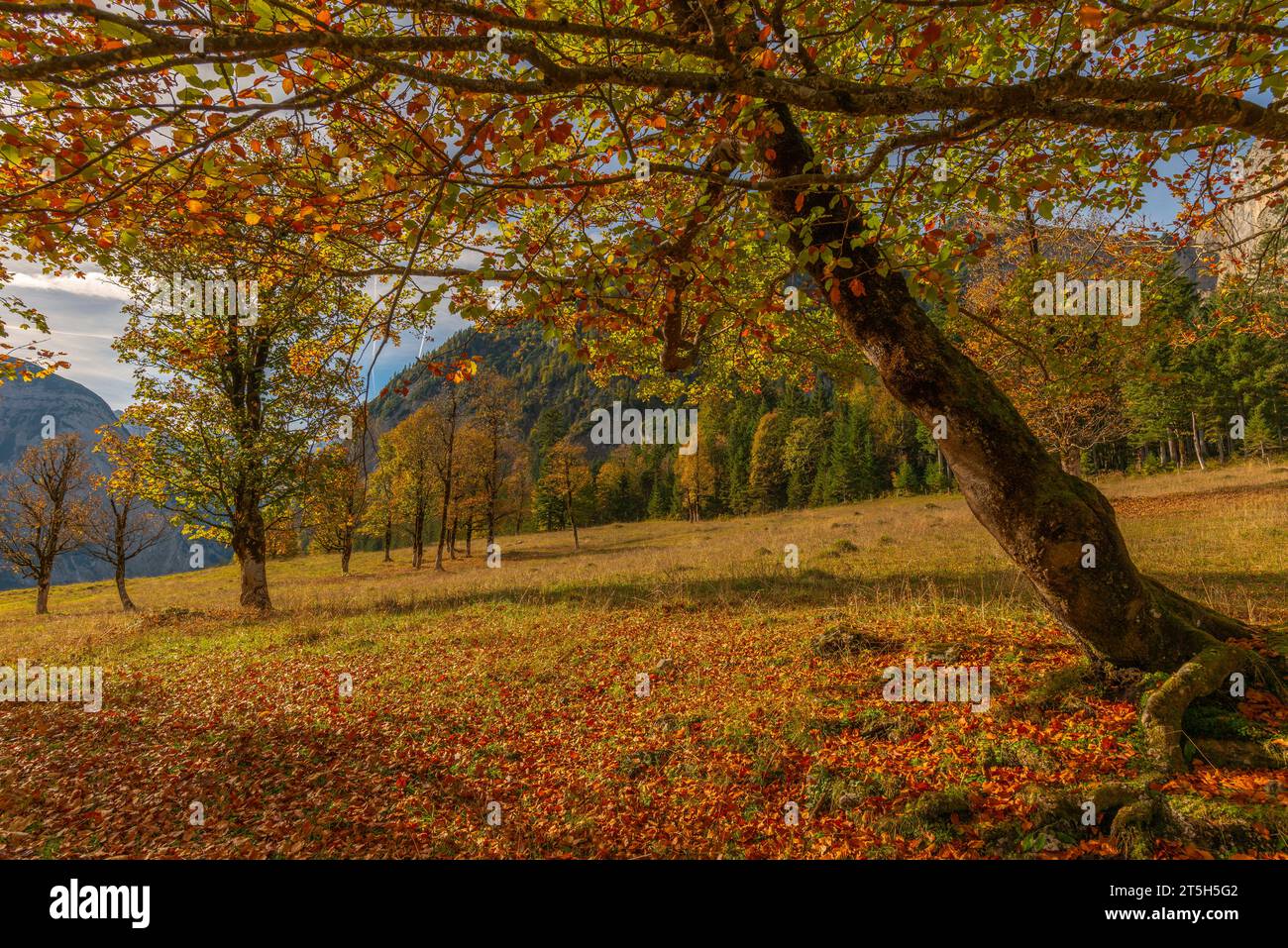 Colorful fall foilage in the Ahorn Boden, Maple Ground, Engtal or Eng ...