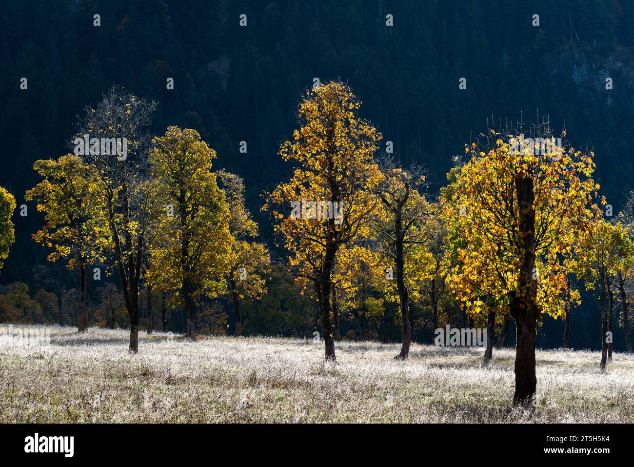 Austrian alpa hi-res stock photography and images - Alamy