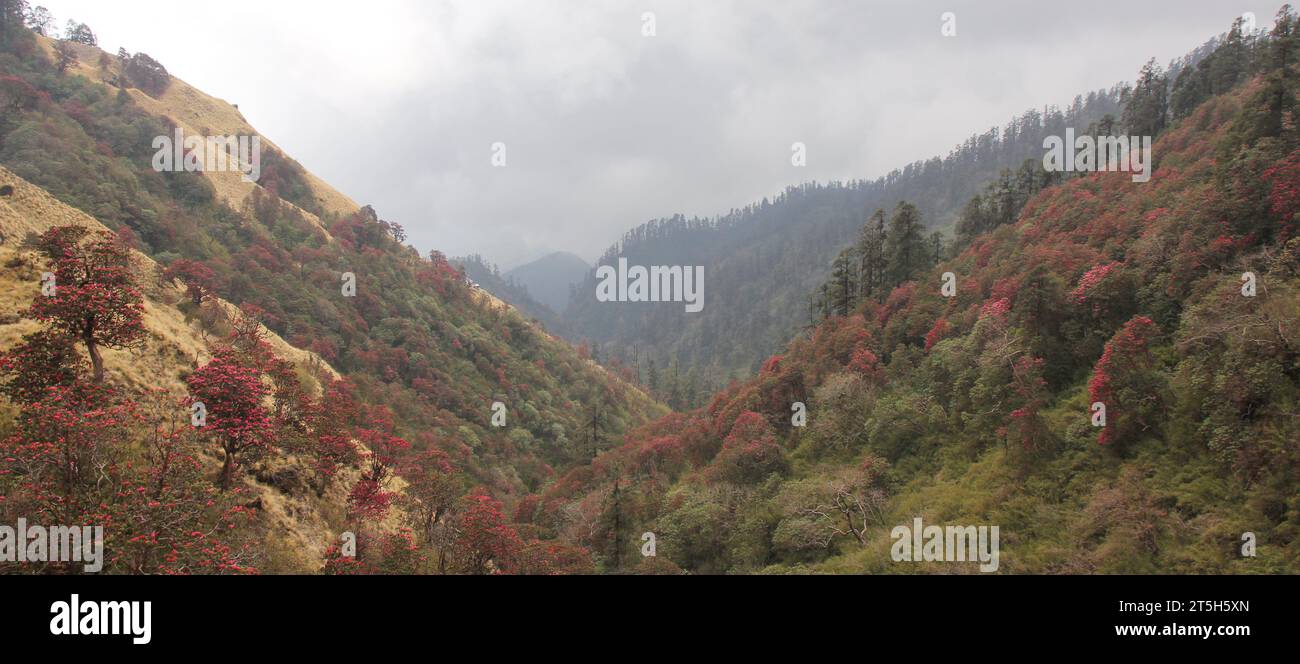 Blooming Laligurans, national flowers of Nepal in Isharu Stock Photo ...