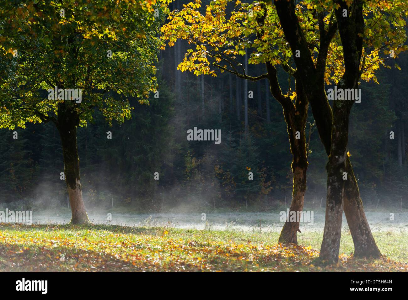 Colorful fall foilage in the Ahorn Boden, Maple Ground, Engtal or Eng ...