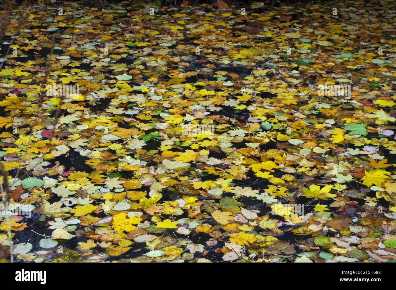 In the golden October Stock Photo - Alamy
