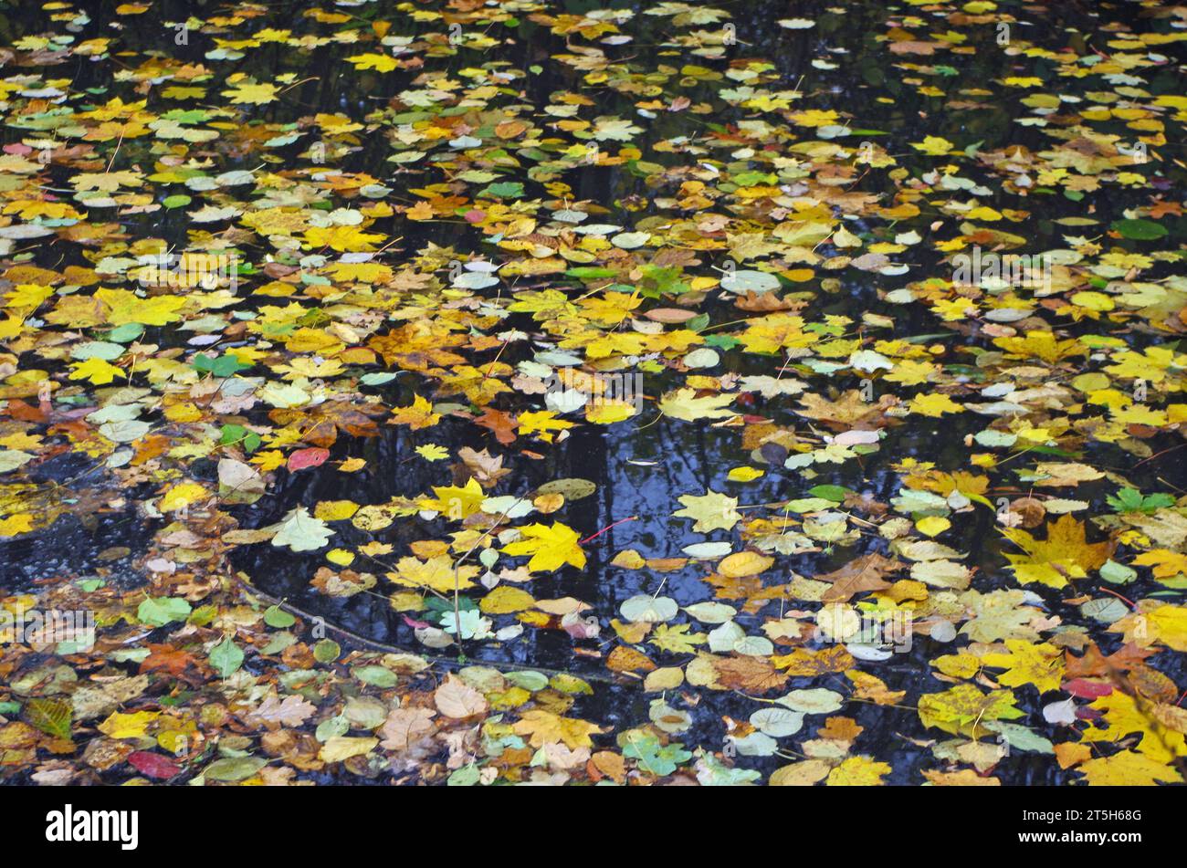 Golden oktober hi-res stock photography and images - Alamy