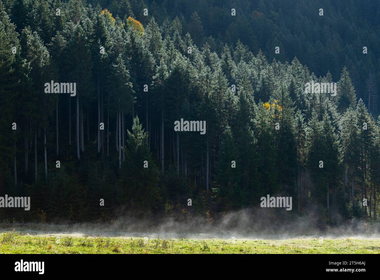 Fir treewood and fall foilage in the Ahorn Boden, Maple Ground, Engtal ...