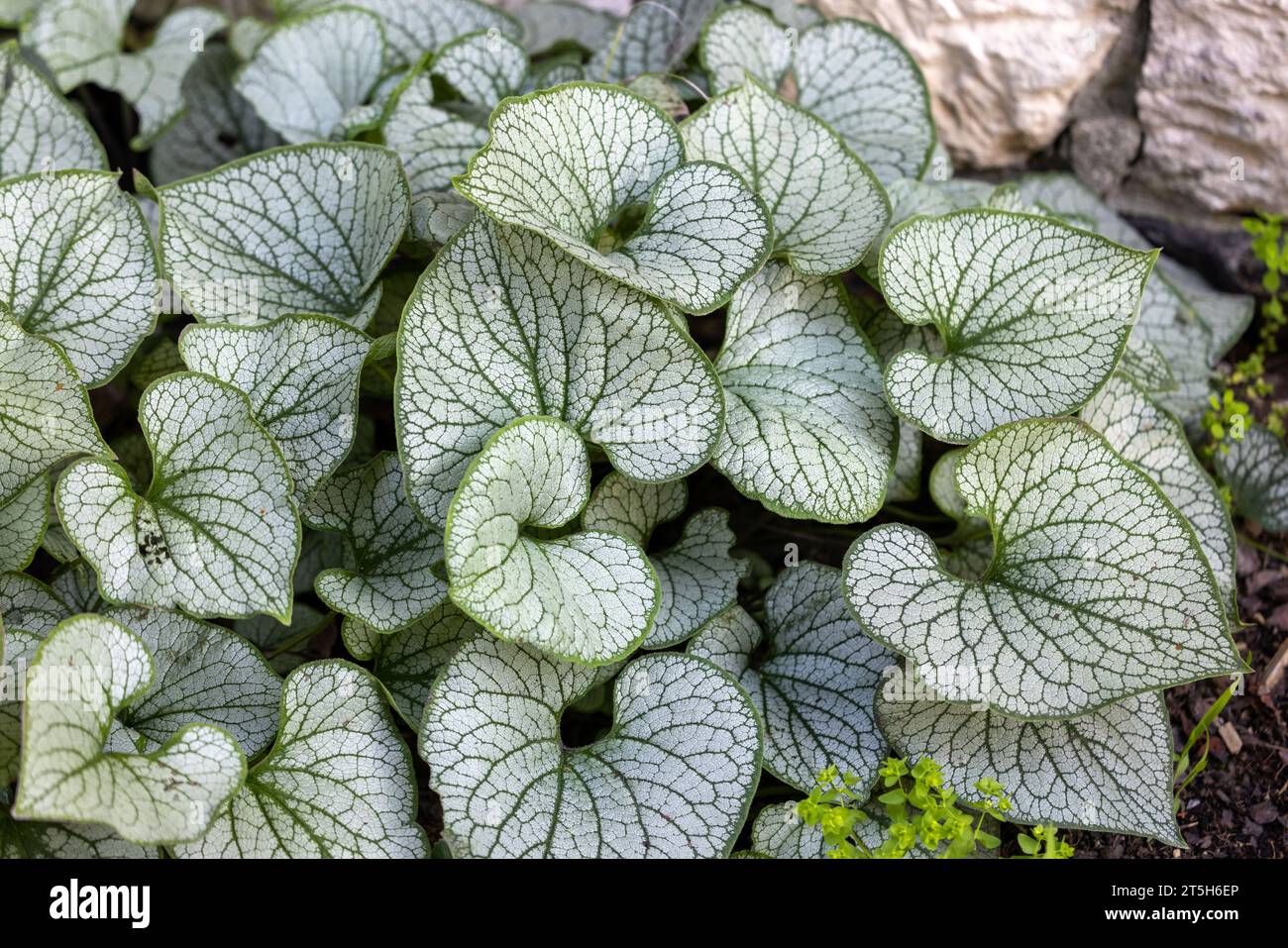 Heartleaf brunnera, Siberian bugloss, Brunnera macrophylla Jack Frost ...