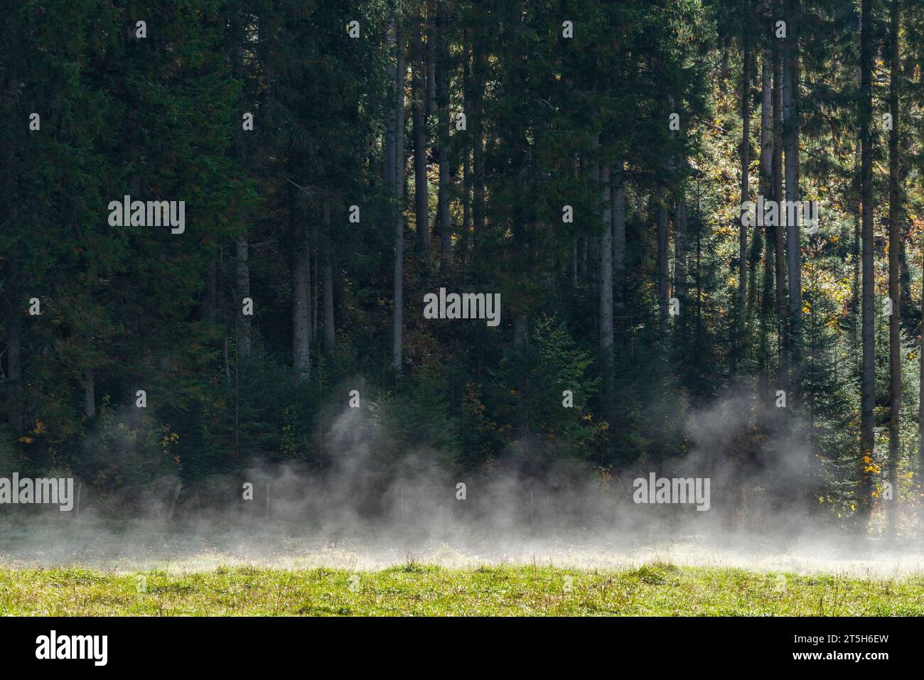 Fir tree wood in the Ahorn Boden, Maple Ground, Engtal or Eng Valley ...