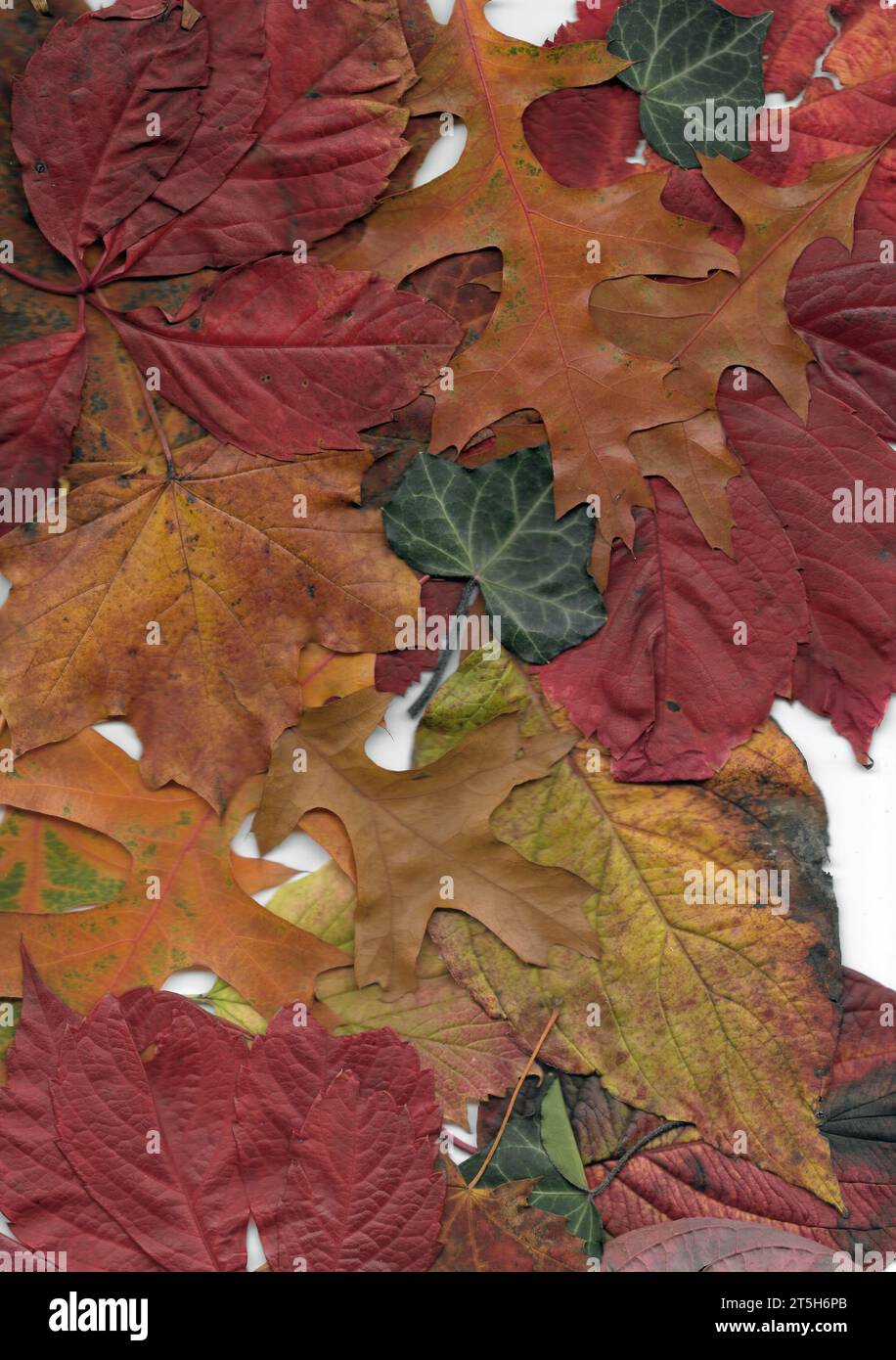 Autumn leaves as a warning of dry skin Stock Photo - Alamy