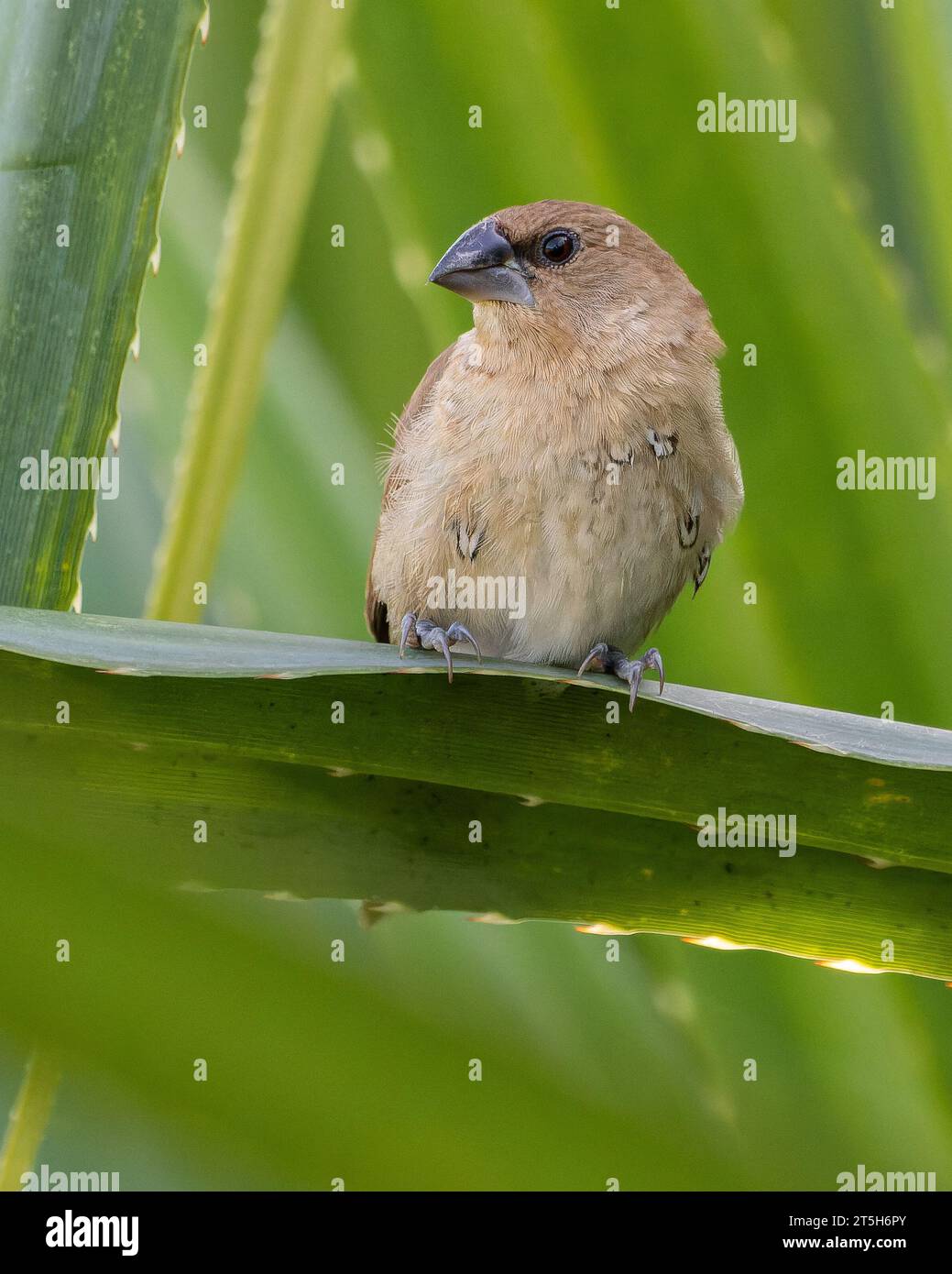 Scaly-Breasted Munia Immature Stock Photo - Alamy