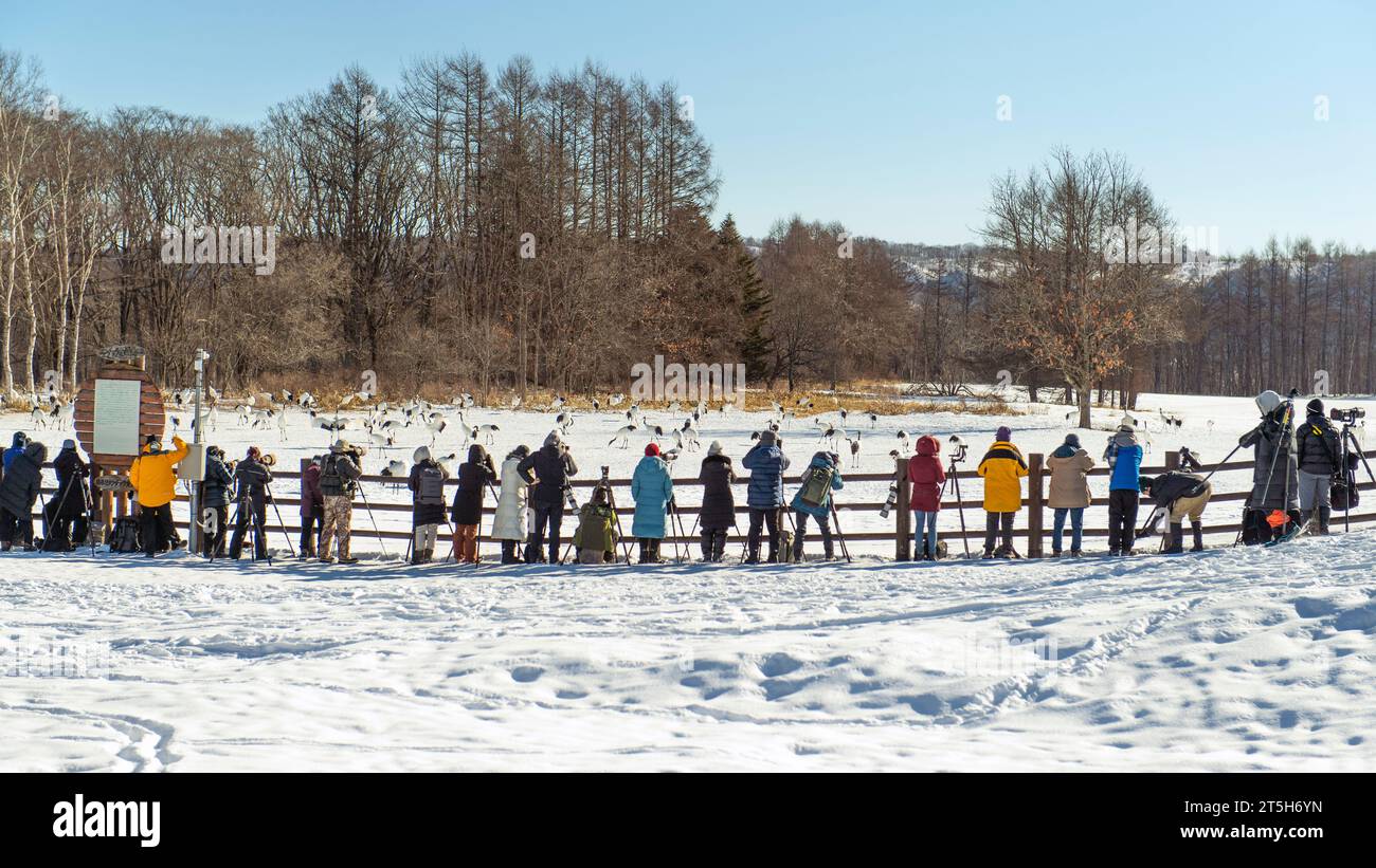Nature photographers photographing Japanese cranes ((Grus japonensis ...