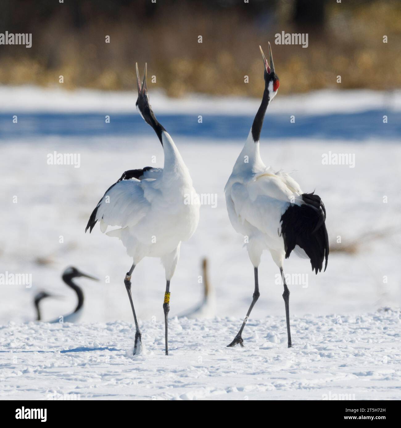Red-crowned crane (Grus japonensis) dancing. Photo from Tsurui-Ito ...