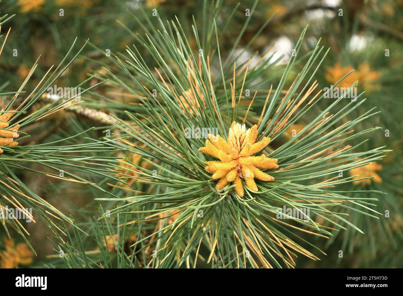 Scots pine male cone pinus sylvestris hi-res stock photography and ...