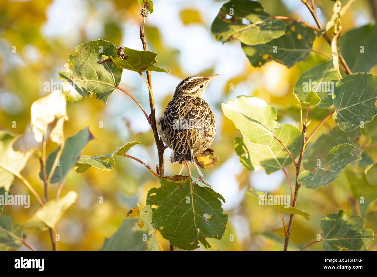 Western Meadowlark perched on popular tree branches during fall ...