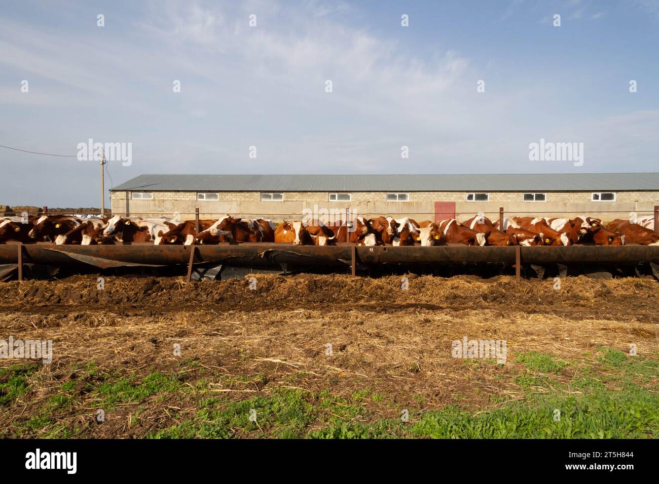 A herd of cows on a farm. Livestock complex. Raising cattle Stock Photo ...