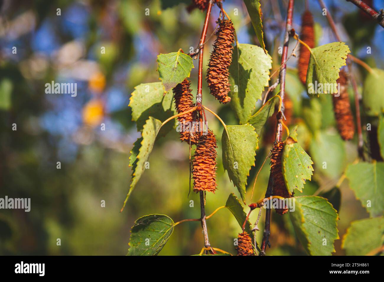Beautiful multi-colored autumn leaves of trees. Autumn nature in ...