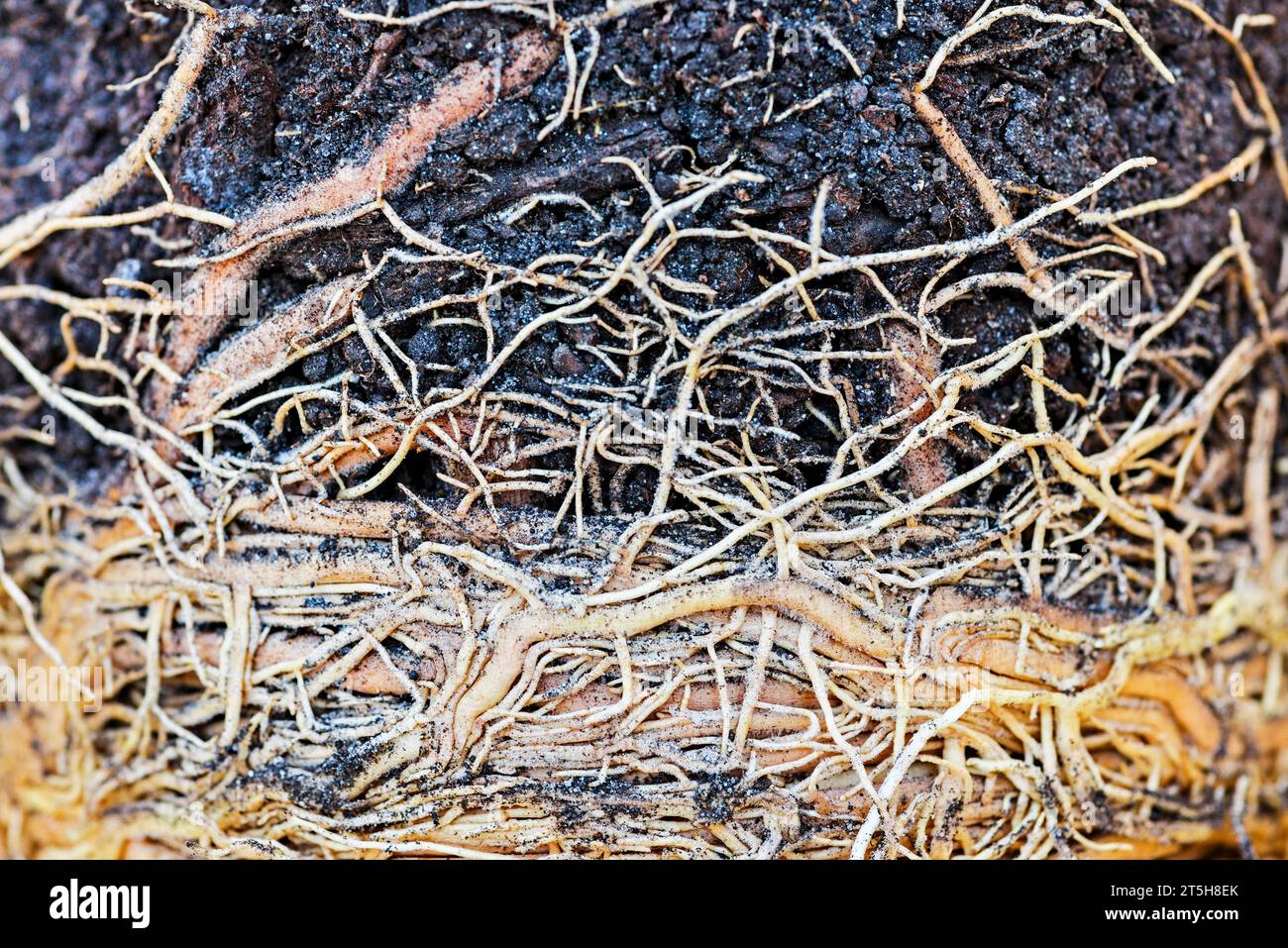 Soil and root structure, network of roots under soil, plant root Stock ...