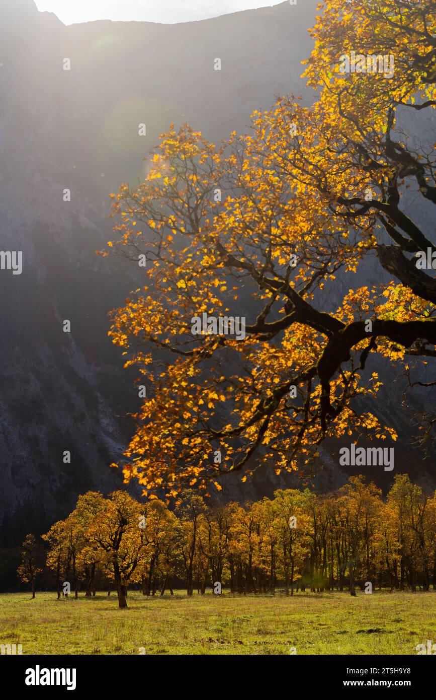 Colorful fall foilage in the Ahorn Boden, Maple Ground, Engtal or Eng ...