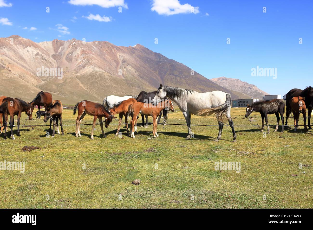 August 20 2023 - Kyrgyzstan in Central Asia: people milking mare to ...