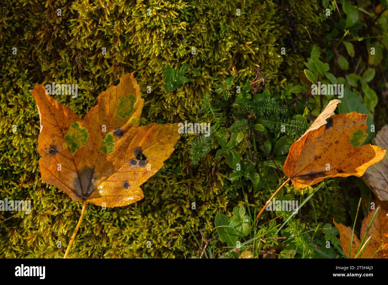 Colorful fall foilage in the Ahorn Boden, Maple Ground, Engtal or Eng ...