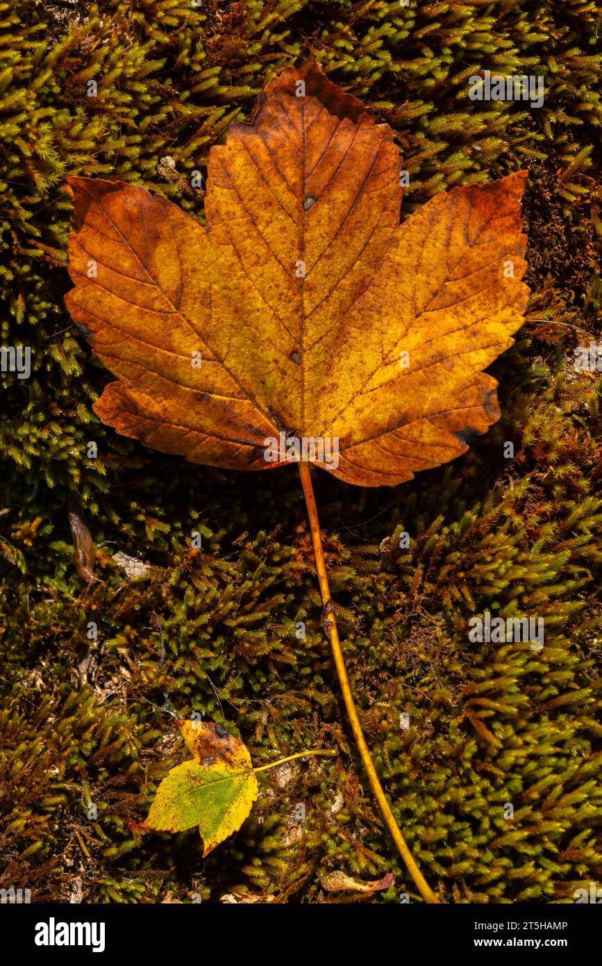 Colorful fall foilage in the Ahorn Boden, Maple Ground, Engtal or Eng ...