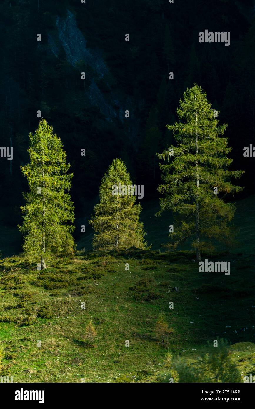 Last light on a group of fir trees in the Ahorn Boden, Maple Ground ...