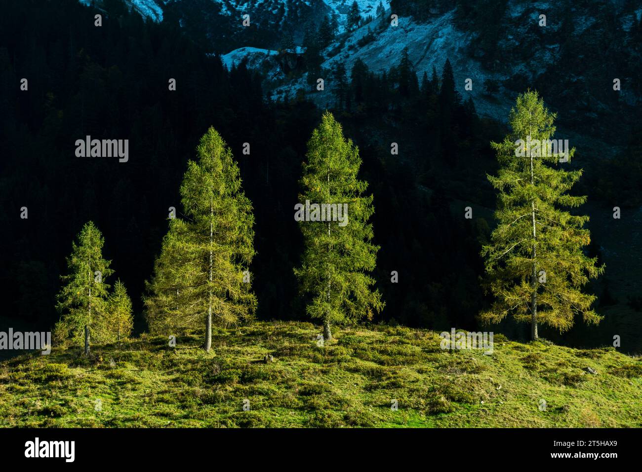 Last light on a group of fir trees in the Ahorn Boden, Maple Ground ...
