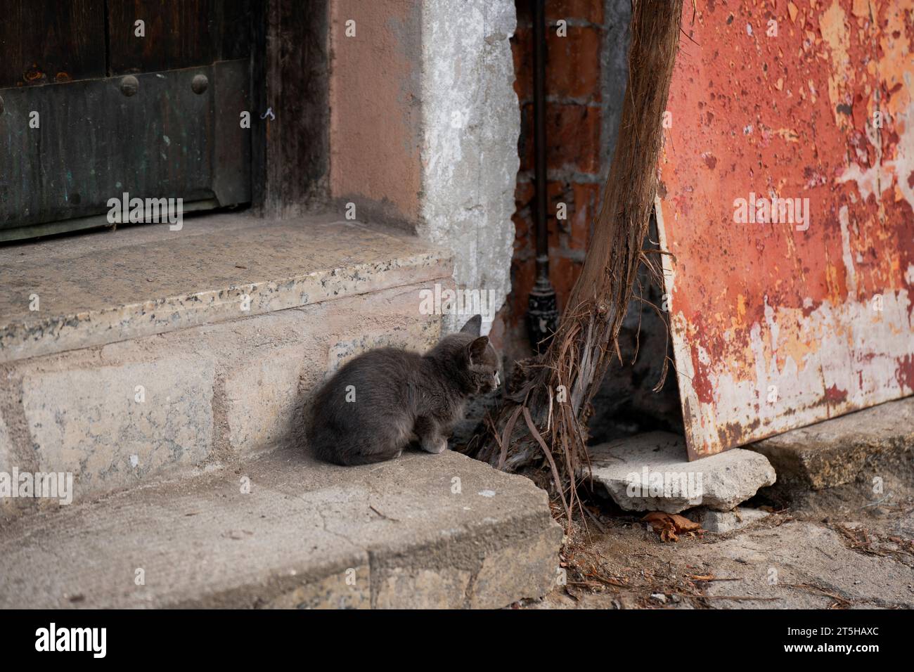 Very cute kittens flowers hi-res stock photography and images - Alamy