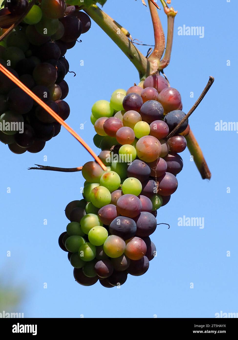 Bunch small large grapes hi-res stock photography and images - Alamy