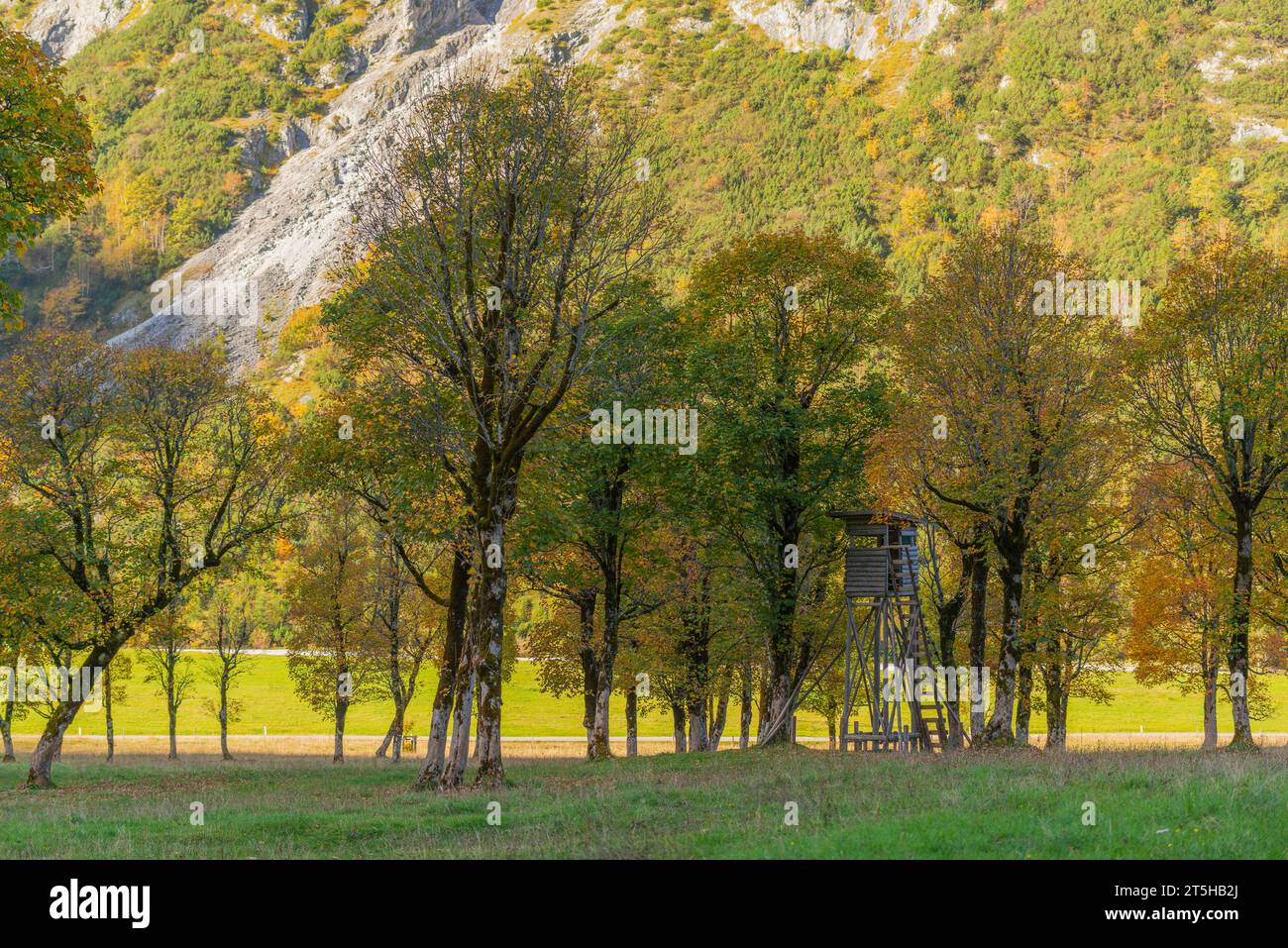 Colorful fall foilage in the Ahorn Boden, Maple Ground, Engtal or Eng ...