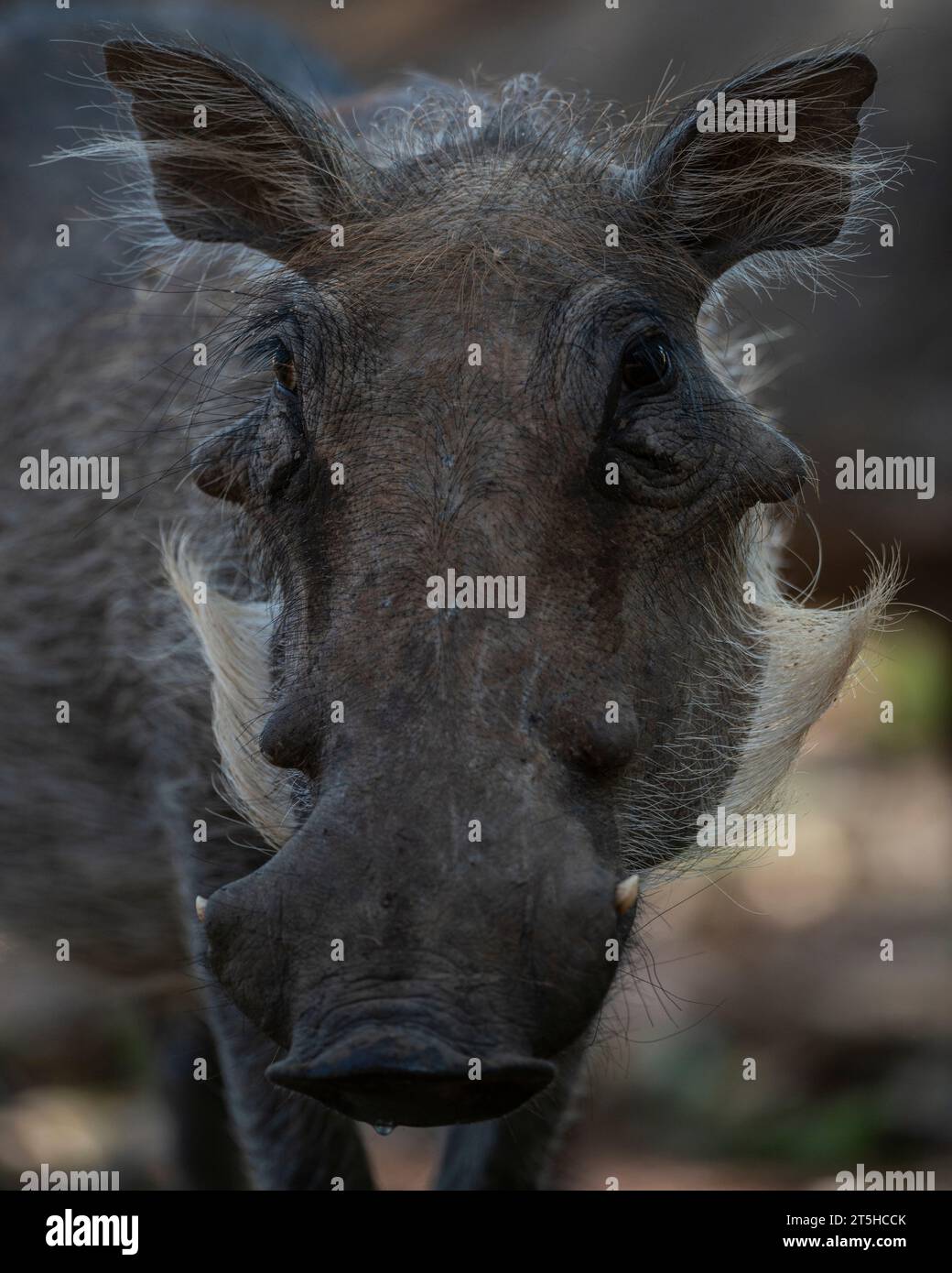 Common Warthog (Phacochoerus africanus Stock Photo - Alamy