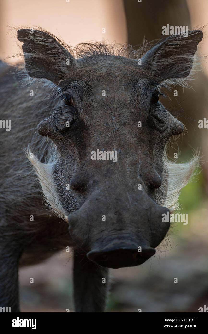 Common Warthog (Phacochoerus africanus Stock Photo - Alamy