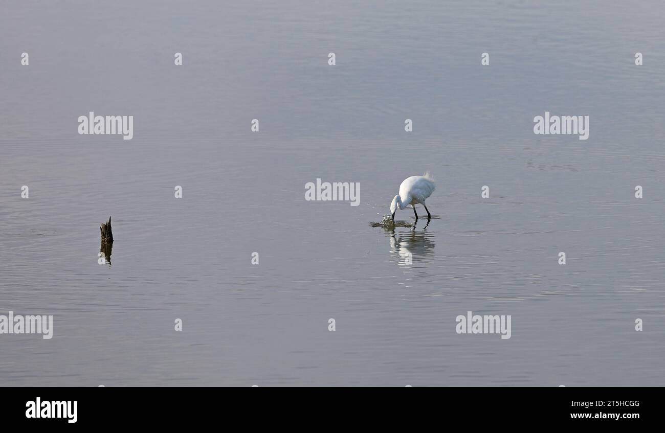Bird in the water shore beach foraging in the Camargue Stock Photo - Alamy